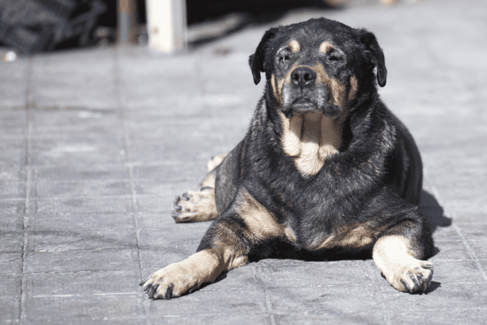When Do Rottweilers Go Grey? All You Need to Know – The German Shepherder