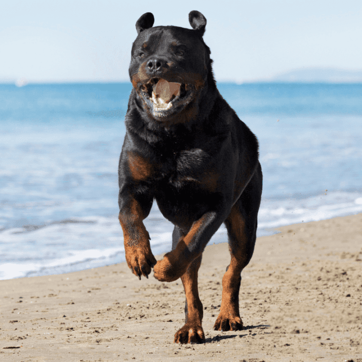 Ever Wonder Why Rottweilers are so Strong? – The German Shepherder