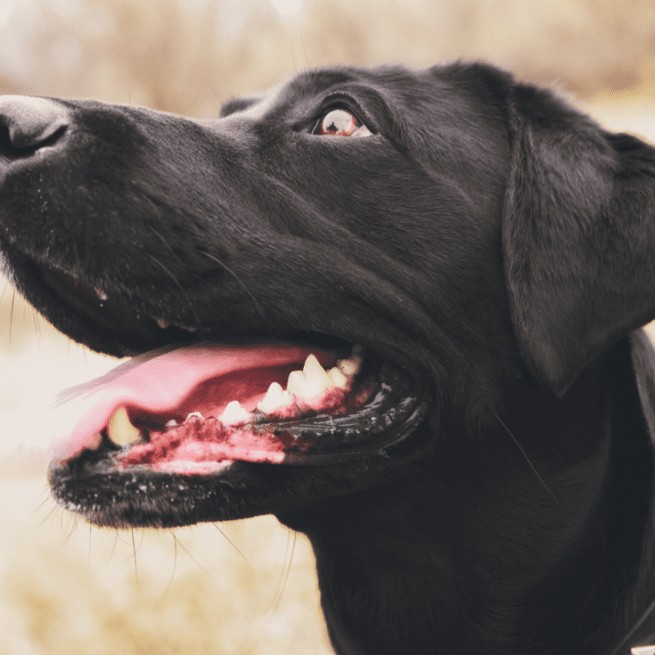 Why Would A Labrador Bite? Signs To Watch For – The German Shepherder