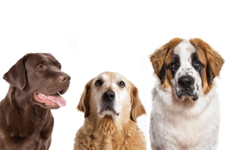 The Best Dog Breeds For Children With Autism The German Shepherder the-best-dog-breeds-for-children-with-autism-the-german-shepherder
