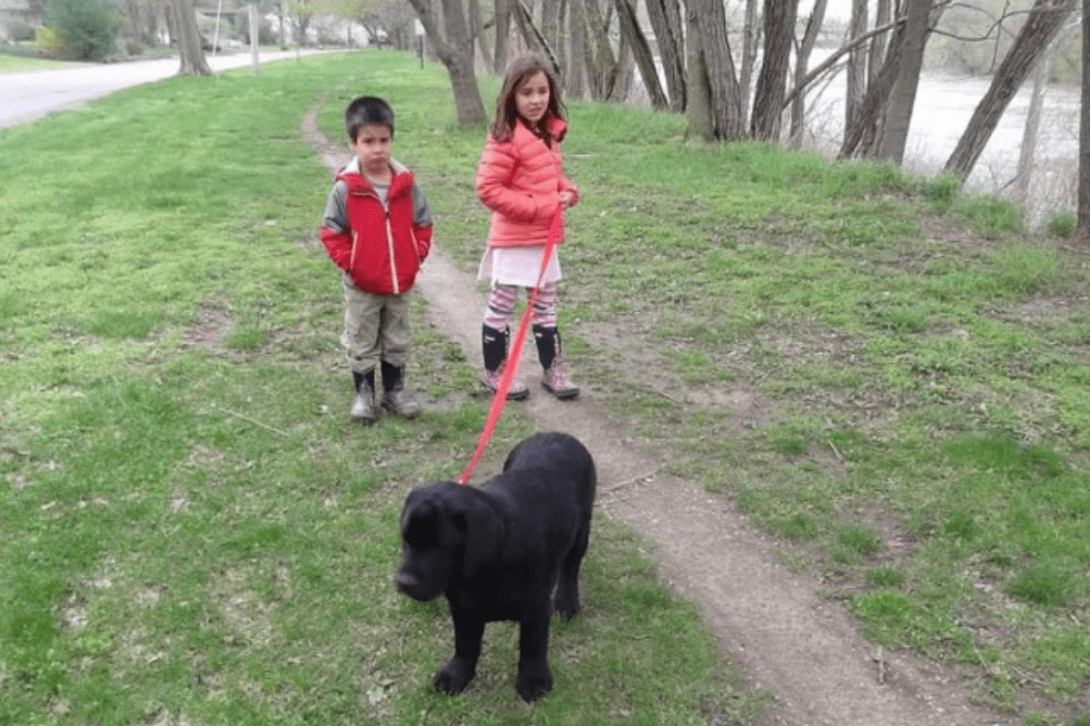 Labradors Are Great With Kids, And Here’s Why! - The German Shepherder