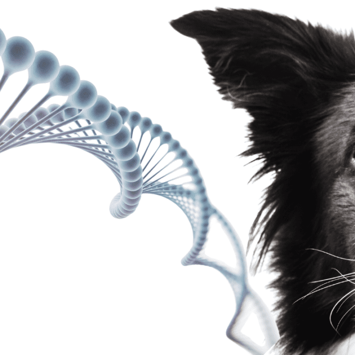 Should You Test Your Dog’s DNA? All You Need To Know – The German ...