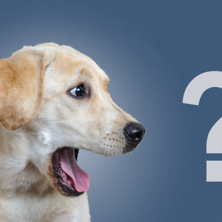 Why Does My Dog Do That? Peculiar Habits Explained! – The German Shepherder