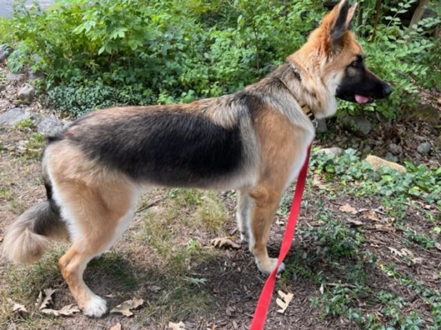 The Long-haired German Shepherd: All You Need To Know – The German ...