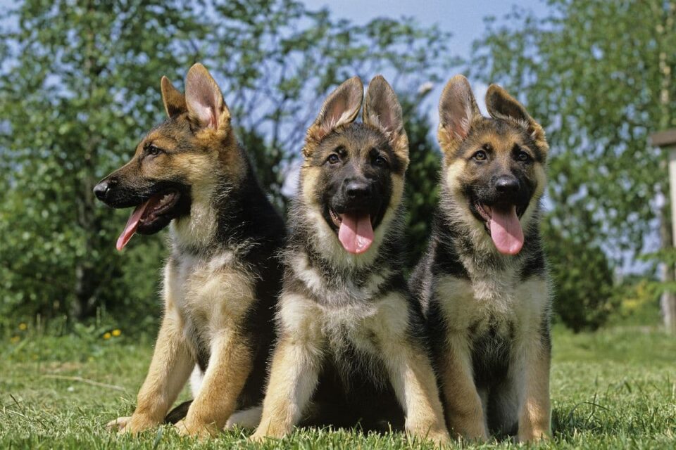 Accidental Inbred Puppies: Should You Be Worried? – The German Shepherder