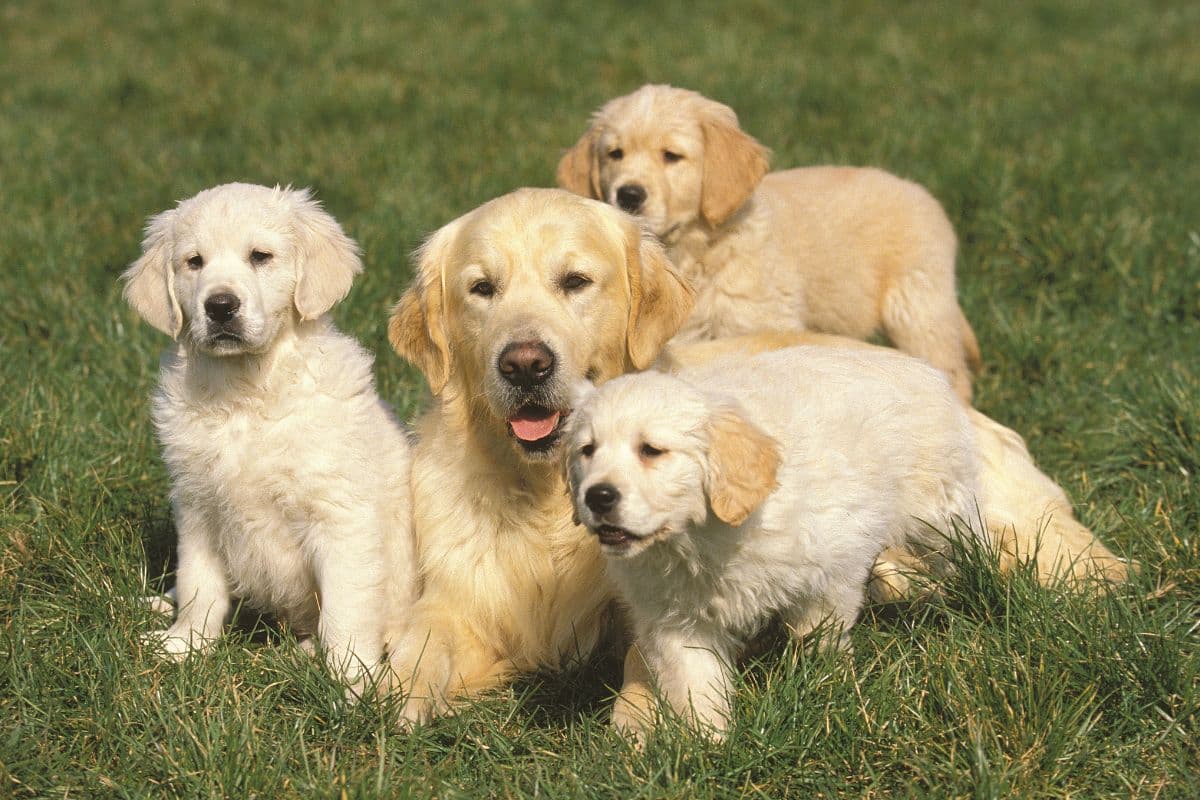 Can You Breed A Dog Without Having Papers The German Shepherder