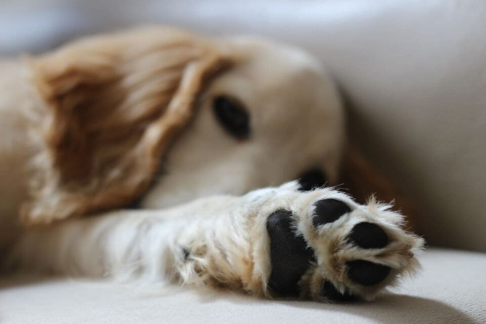 Why Do Dogs Flex Their Paws When You Pet Them? - The German Shepherder