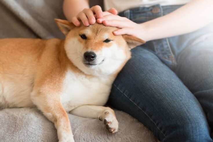 Why Do Dogs Flex Their Paws When You Pet Them? – The German Shepherder