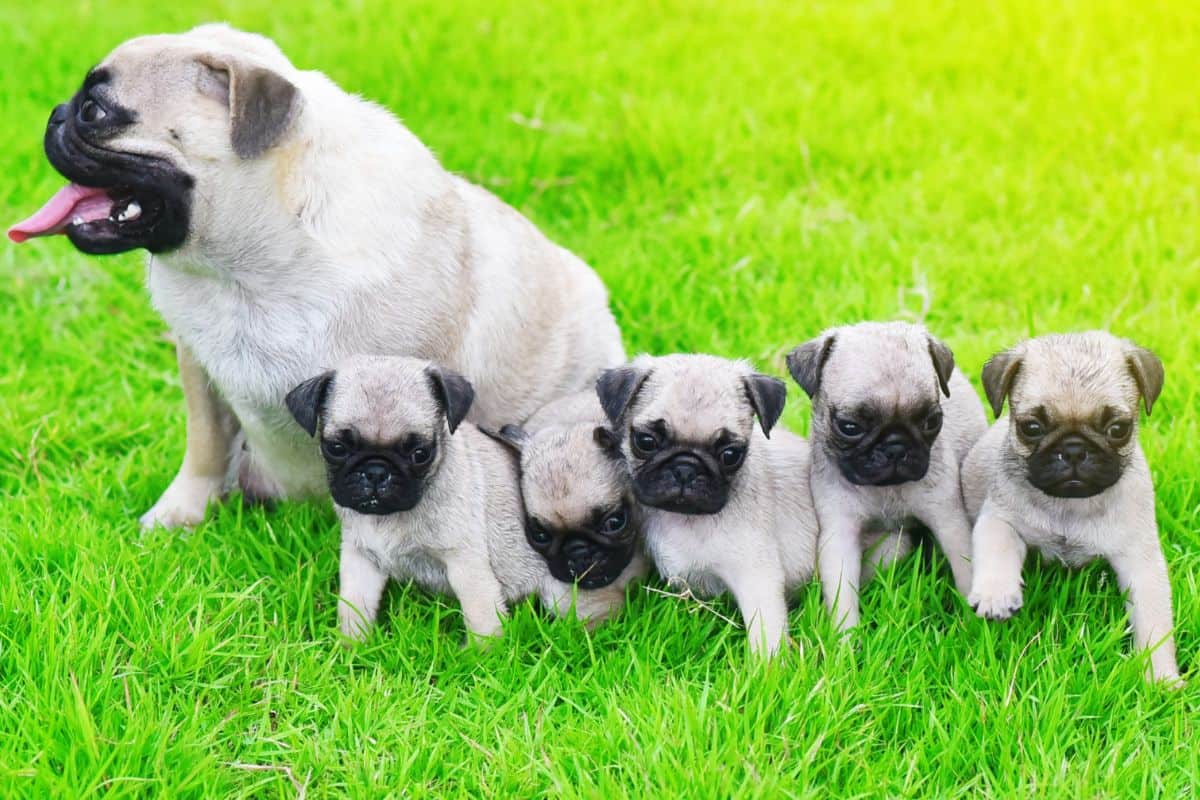 Accidental Inbred Puppies: Should You Be Worried? – The German Shepherder