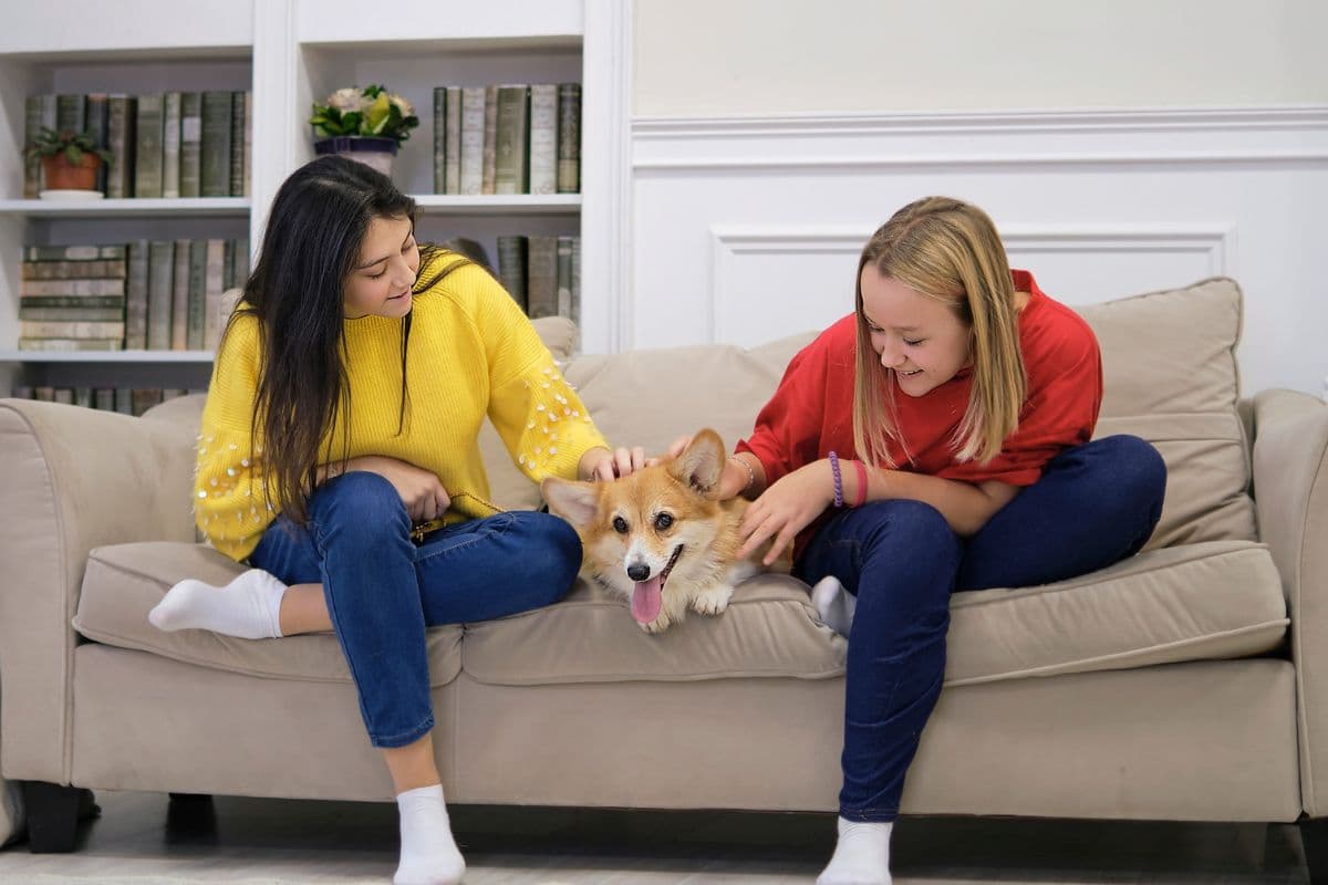 Can a Dog Bond With Two Different Owners? – The German Shepherder