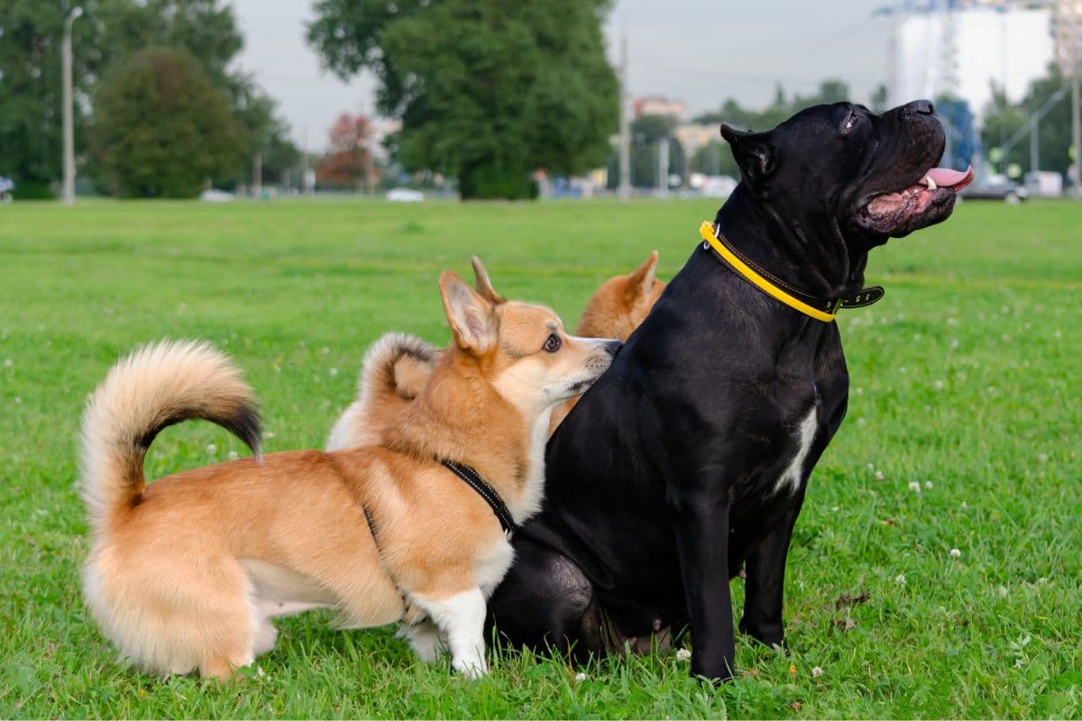 Why Do Big Dogs Think They Are Small? - The German Shepherder