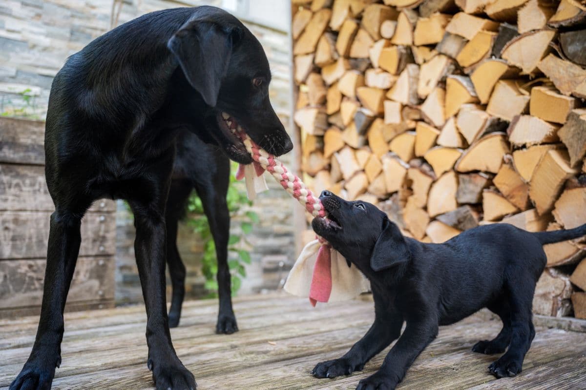 Should You Let Your Puppy Play With Big Dogs? - The German Shepherder