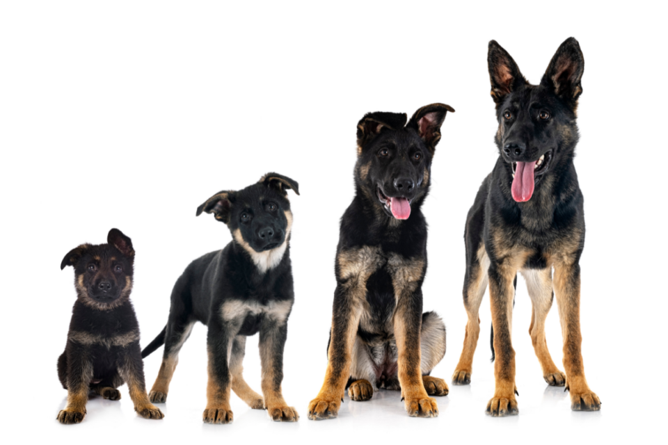 German Shepherd Weight And Growth Chart: Puppy To Adult - The German ...