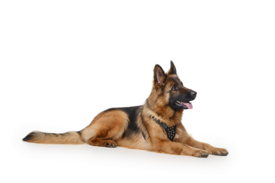 German Shepherd Weight And Growth Chart: Puppy To Adult - The German ...