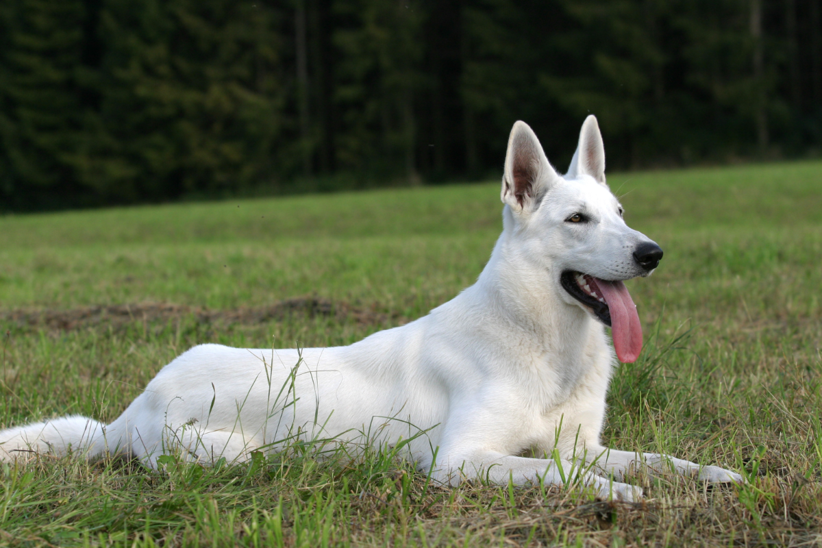 German Shepherd Weight And Growth Chart: Puppy To Adult - The German ...