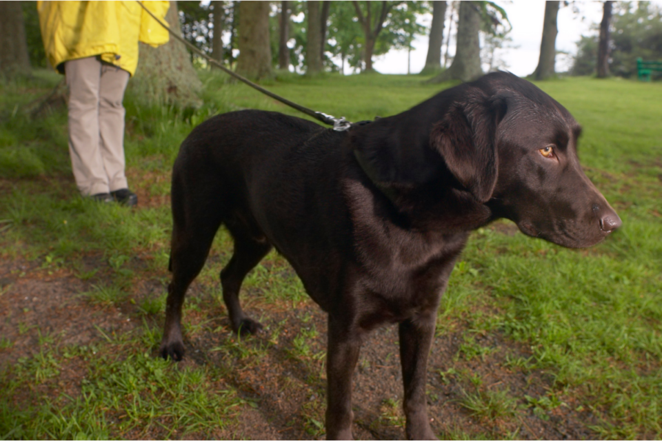 Physical Activity for Labrador Retrievers: Guidelines - The German ...