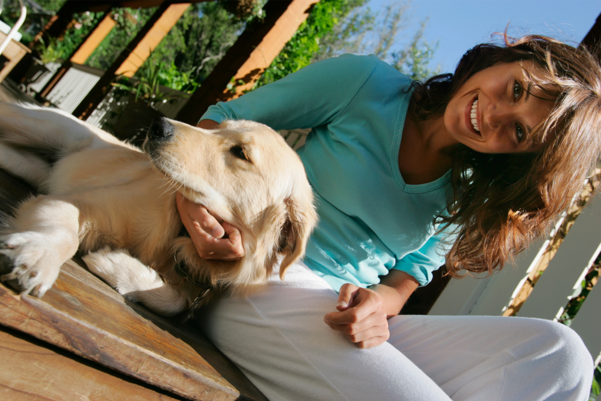 Técnicas de socialización para el Labrador Retriever