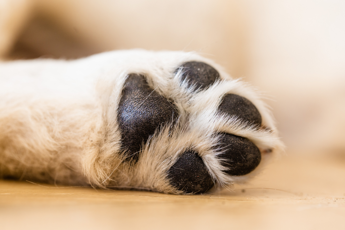 Anatomía de las patas del perro: El cuidado de los pies de su mascota