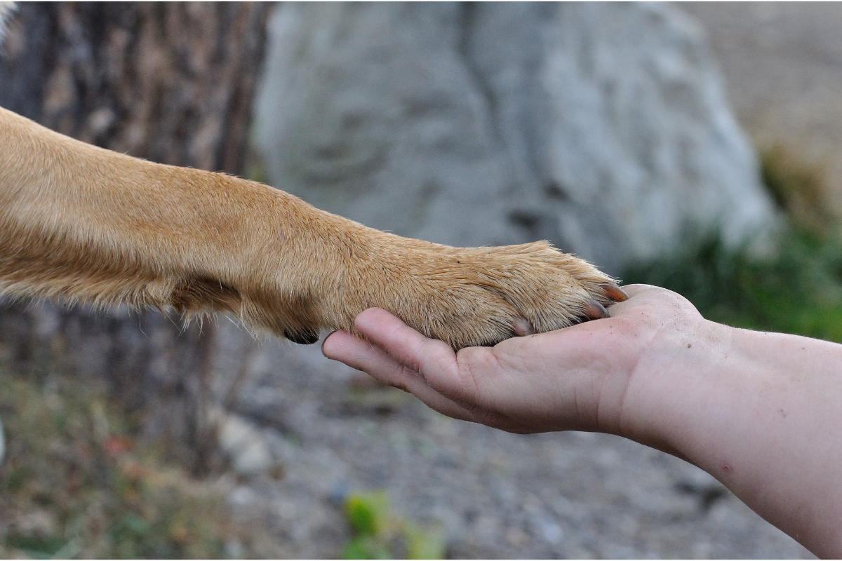 Anatomía de las patas del perro: El cuidado de los pies de su mascota