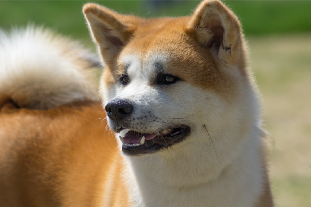 Will an Akita Turn On and Bite Its Owner?